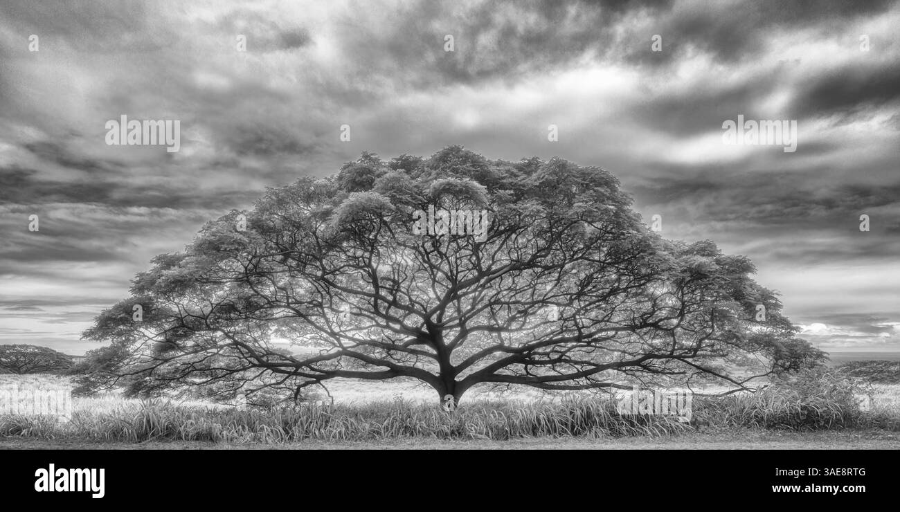 Monkey pod tree hi-res stock photography and images - Alamy