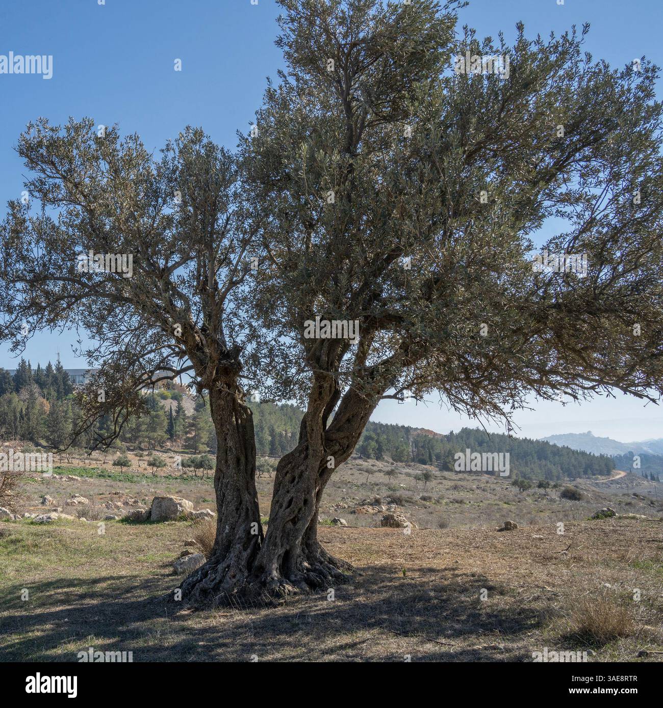 An olive tree on the outskirts of Jerusalem, Israel, on a clear, sunny ...