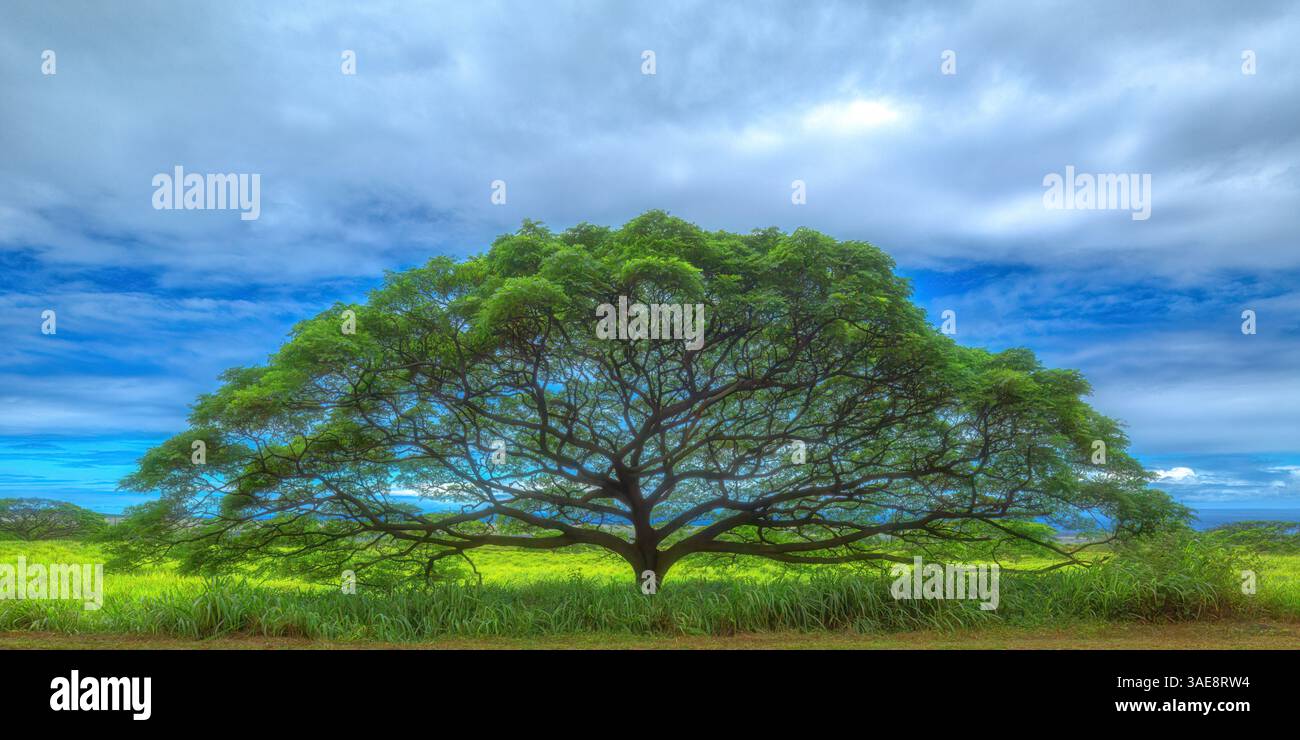Monkey pod tree hi-res stock photography and images - Alamy