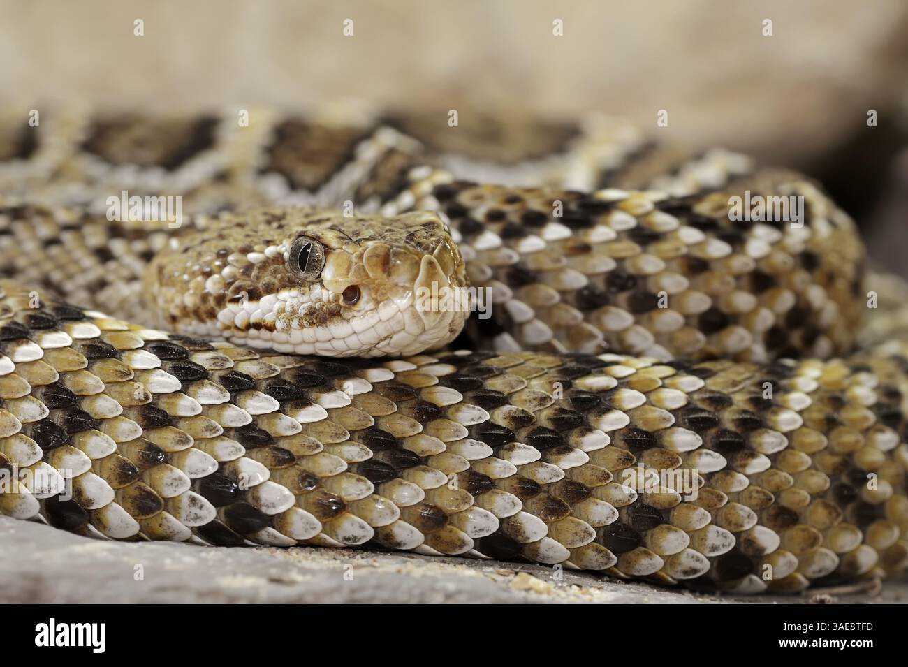 Basilisk Rattlesnake, Mexican west coast rattlesnake, Mexican green ...