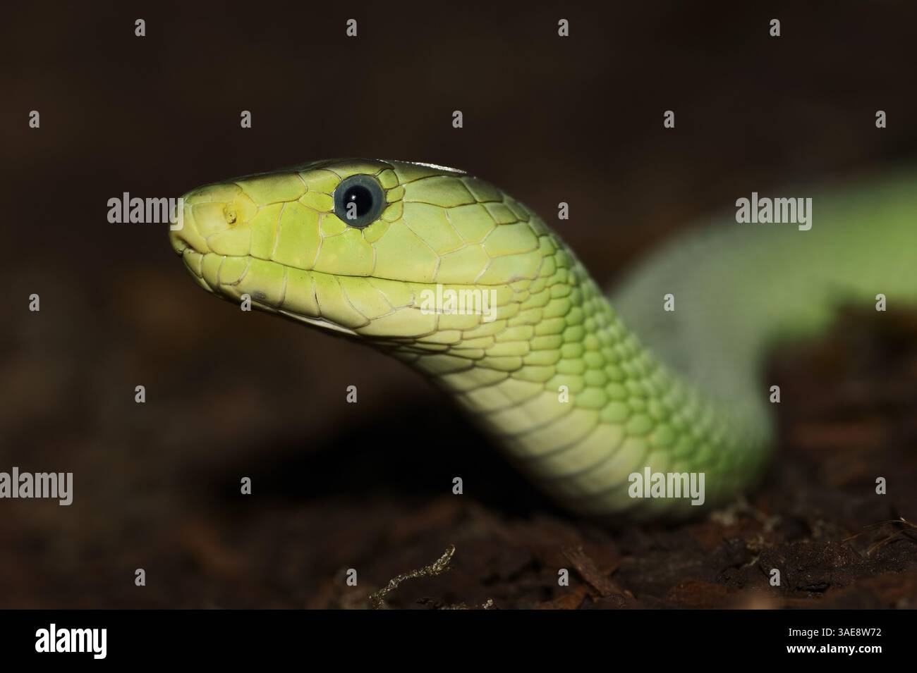 Eastern Green Mamba (Dendroaspis angusticeps) | Gewöhnliche Mamba oder ...