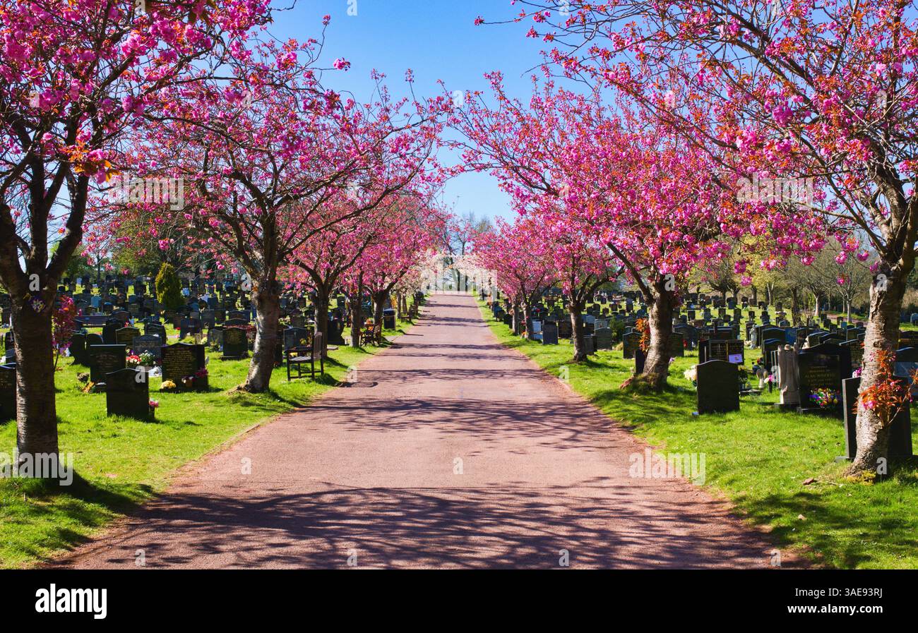 Beautiful Pink blossoms in Christchurch cemetery Newport Gwent Stock ...