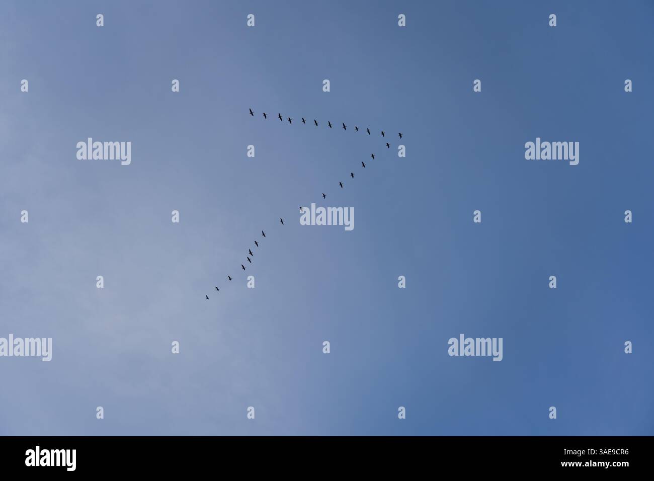 A school of birds in the sky returns from wintering. Birds flock Stock ...