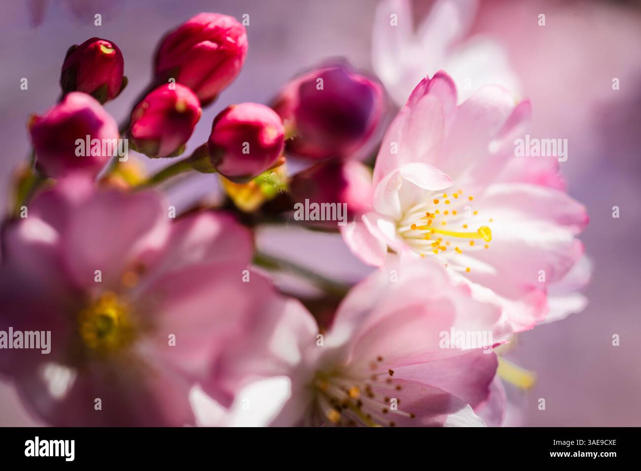 Close-up of cherry blossoms of the Japanese ornamental cherry (Prunis ...