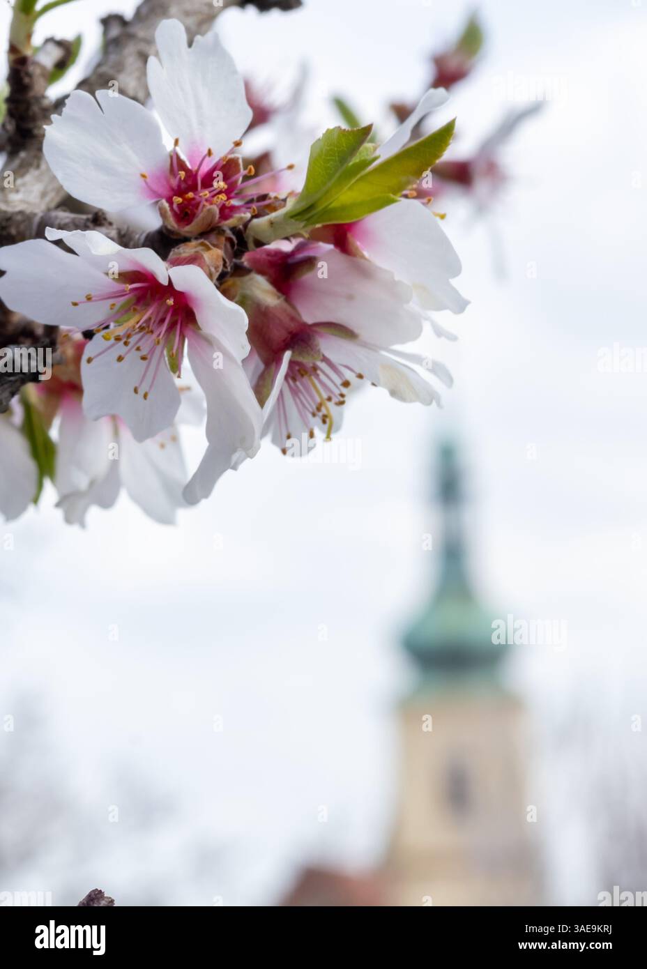 Czech Republic, Prague April 2 2025. Beautiful spring background with ...