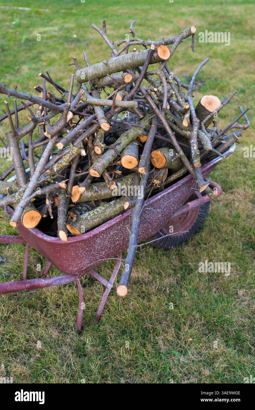 A bunch of dry branches are stacked in a wheelbarrow. Country, village ...