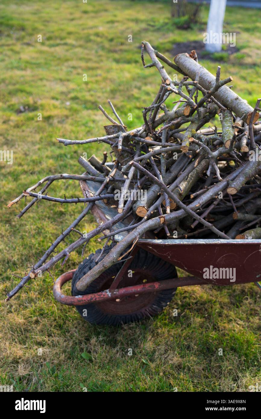 A bunch of dry branches are stacked in a wheelbarrow. Country life ...