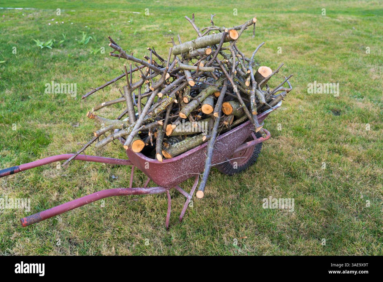 bunch of dry branches are stacked in a wheelbarrow. Country life Stock ...