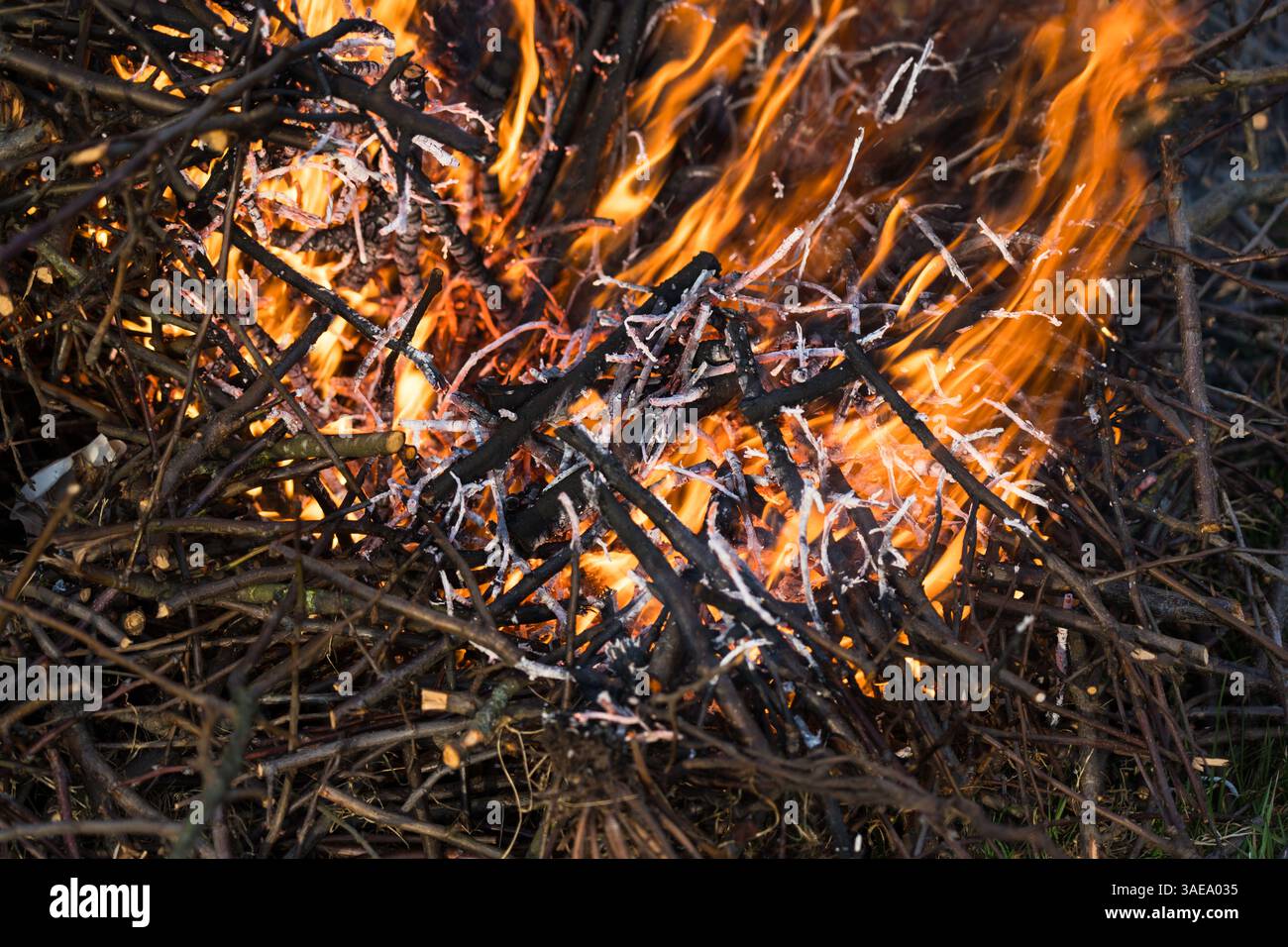 A burning pile of dry branches. A strong bonfire flame. Bonfire in the ...