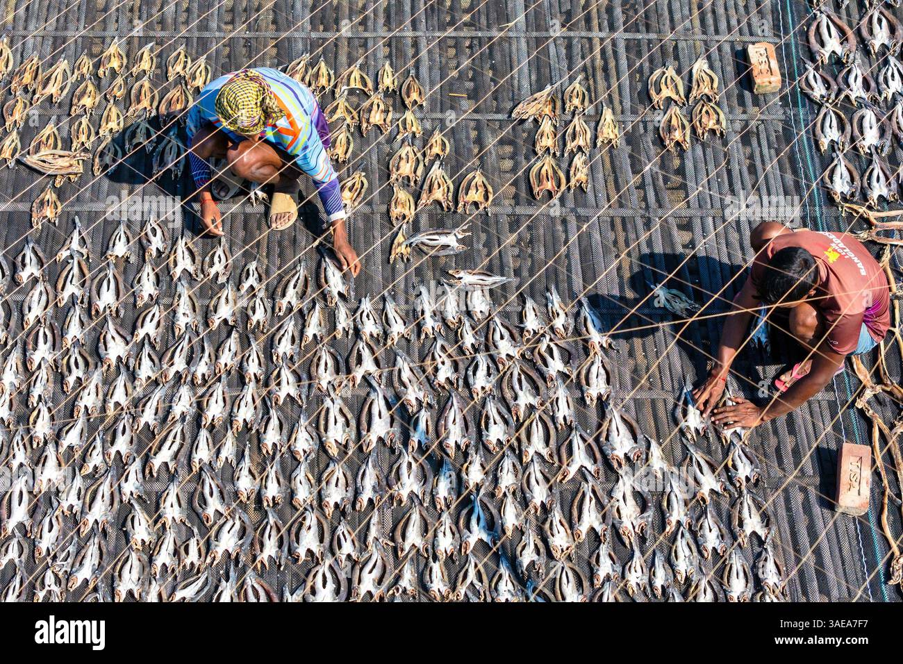 Non Exclusive: Fishermen put different types of fish and sea food that ...