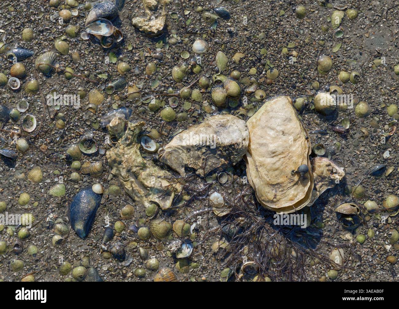 Oyster Shell and Mussel Shells in Mudflats during low Tide in North Sea ...