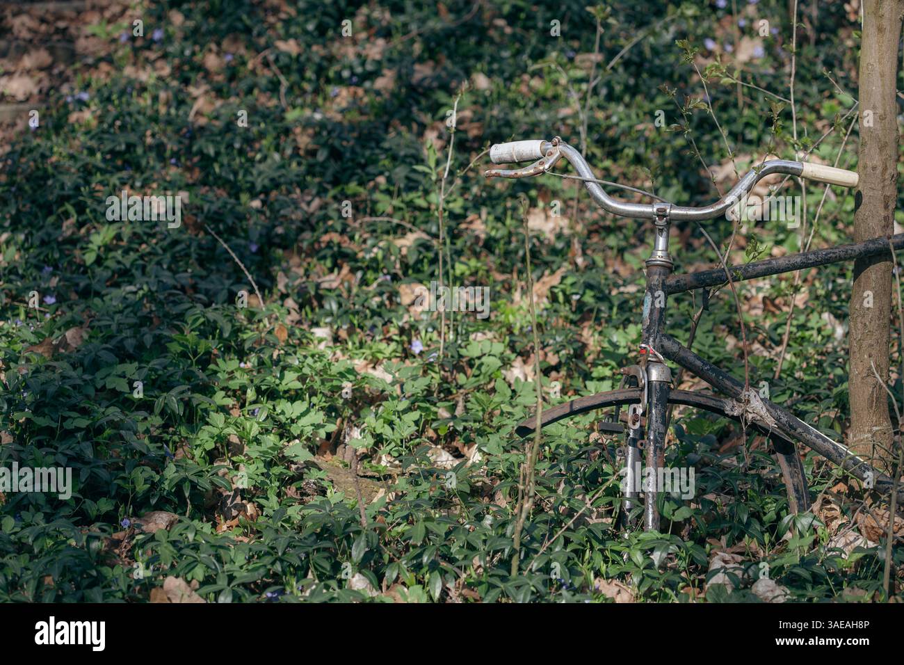 Rustic old abandoned bicycle in the woods, foliage and spring flowers ...
