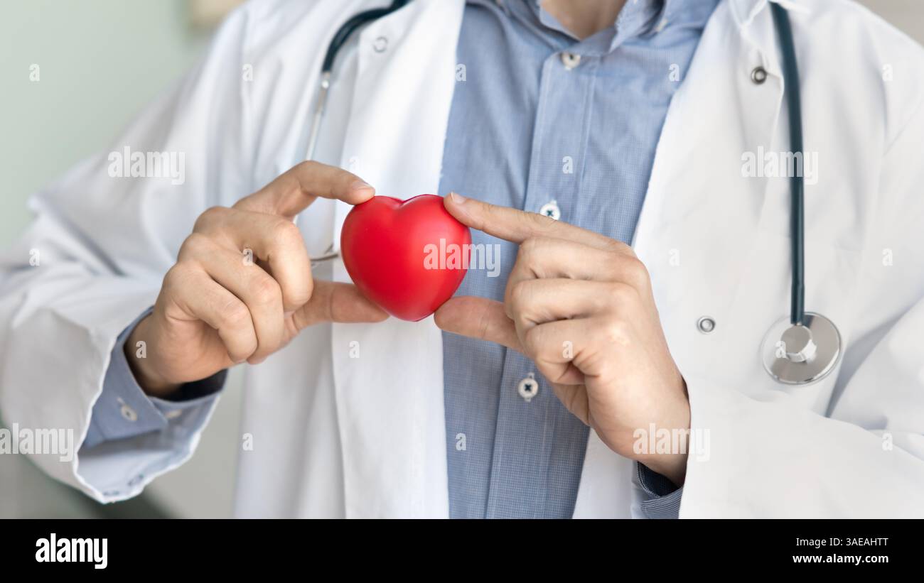 Man cardiologist holds small red heart, closeup Stock Photo - Alamy
