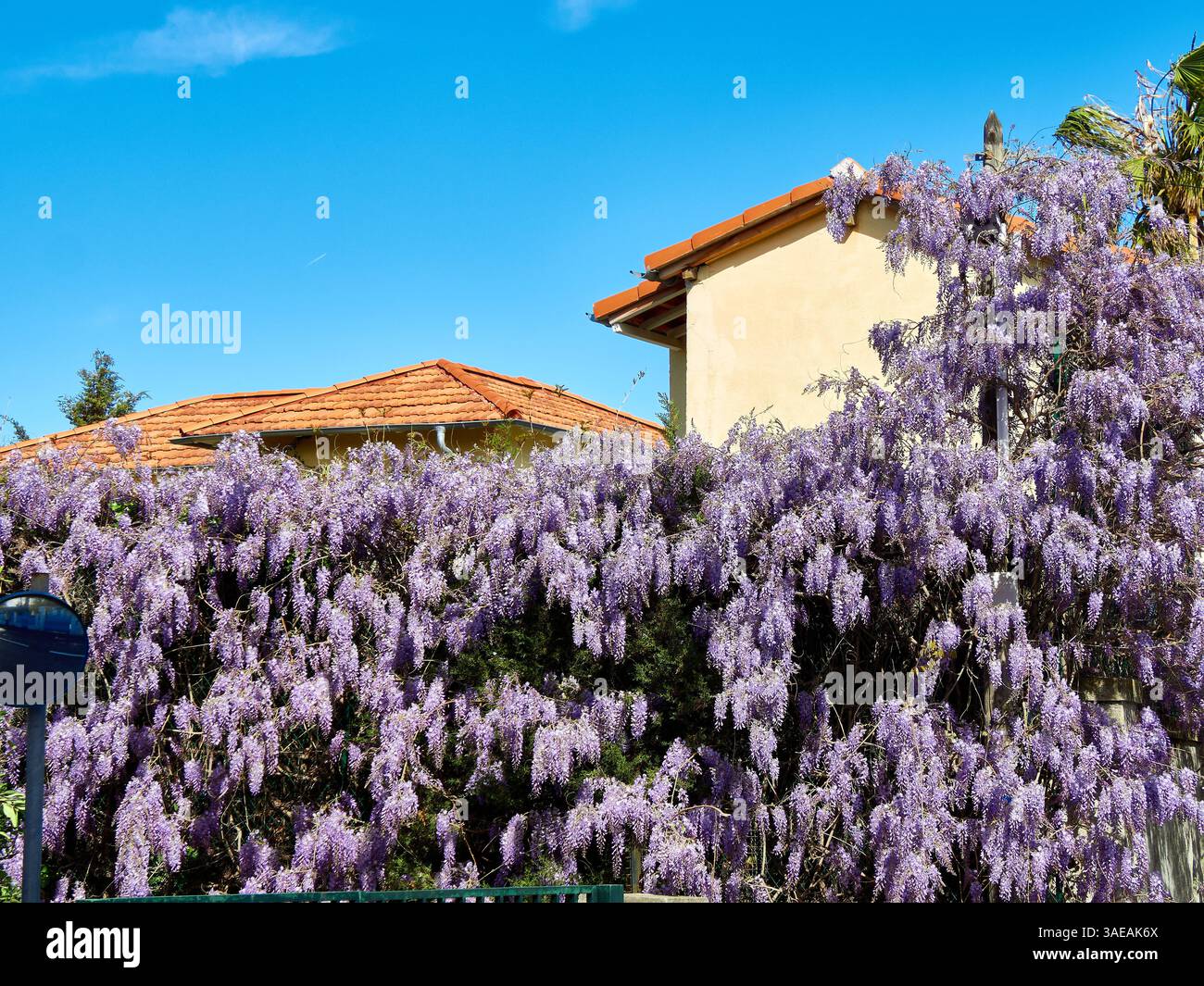 Vibrant Purple Wisteria Blooms on Building Facade Under Clear Blue Sky ...
