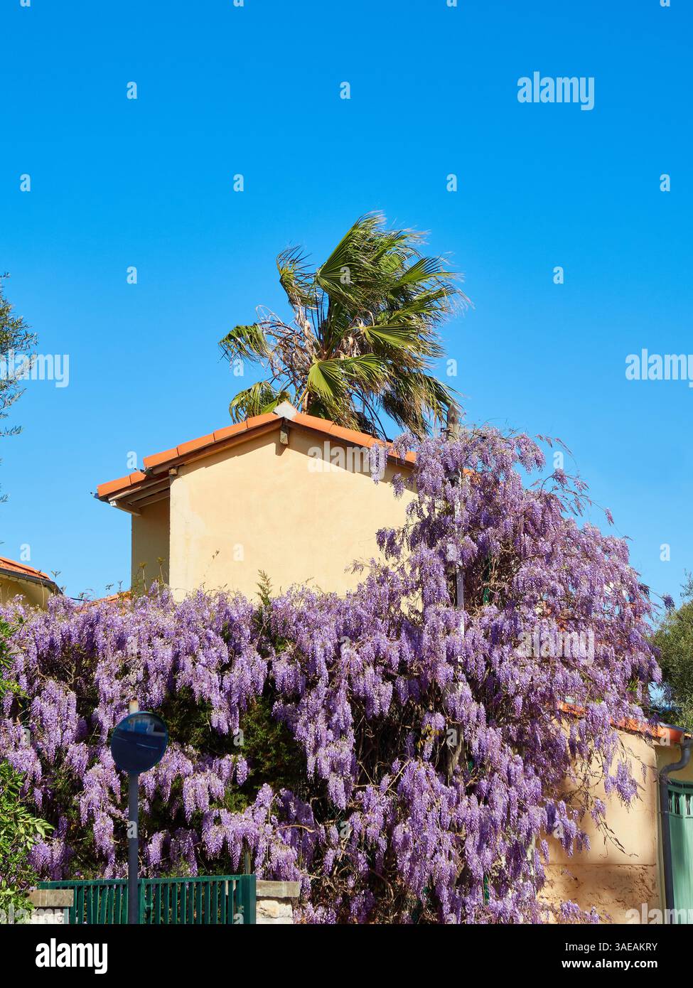 Vibrant Purple Wisteria Blooms on Building Facade Under Clear Blue Sky ...