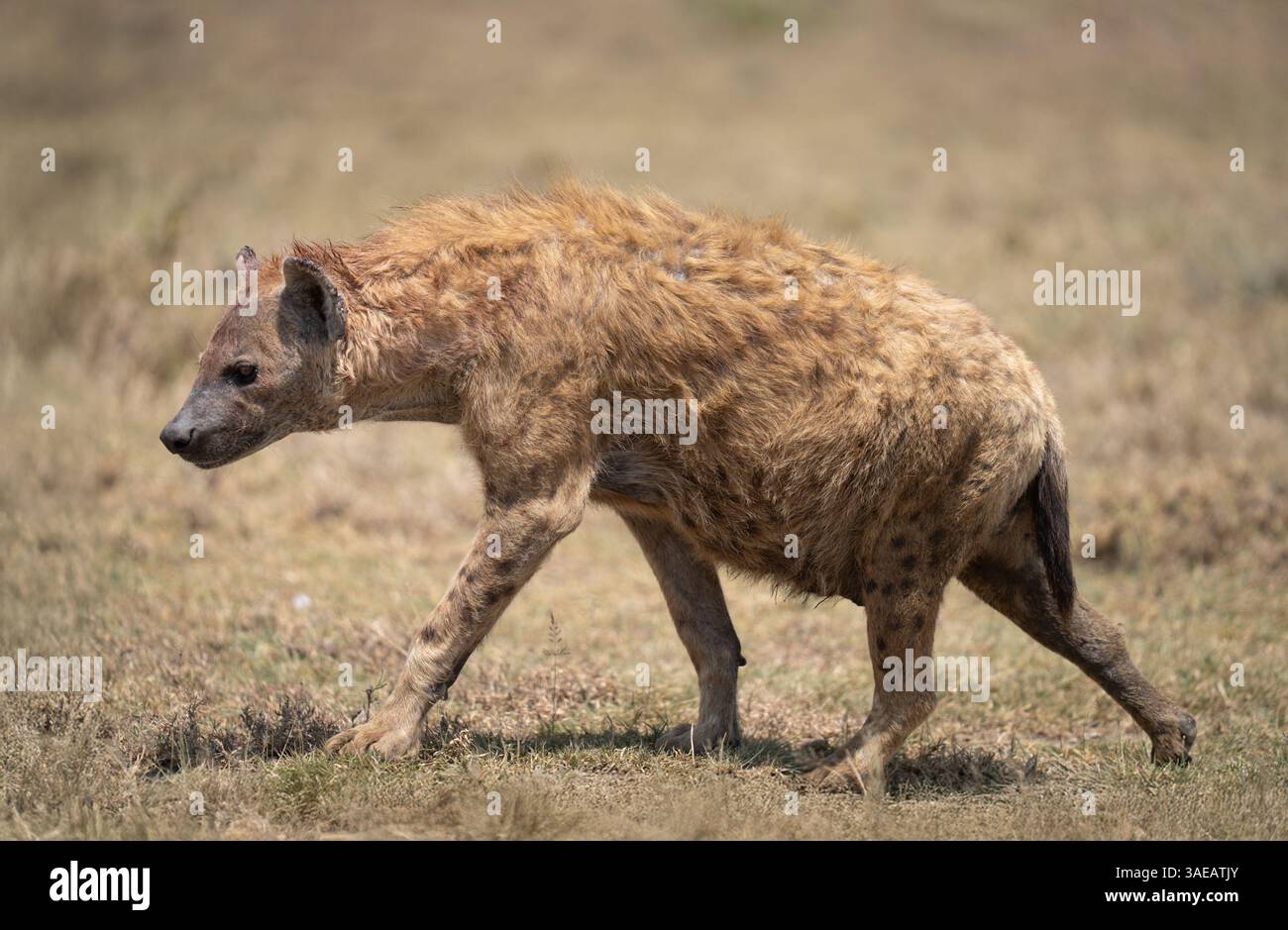 Very close photo of a spotted hyena running on the Serengeti Stock ...