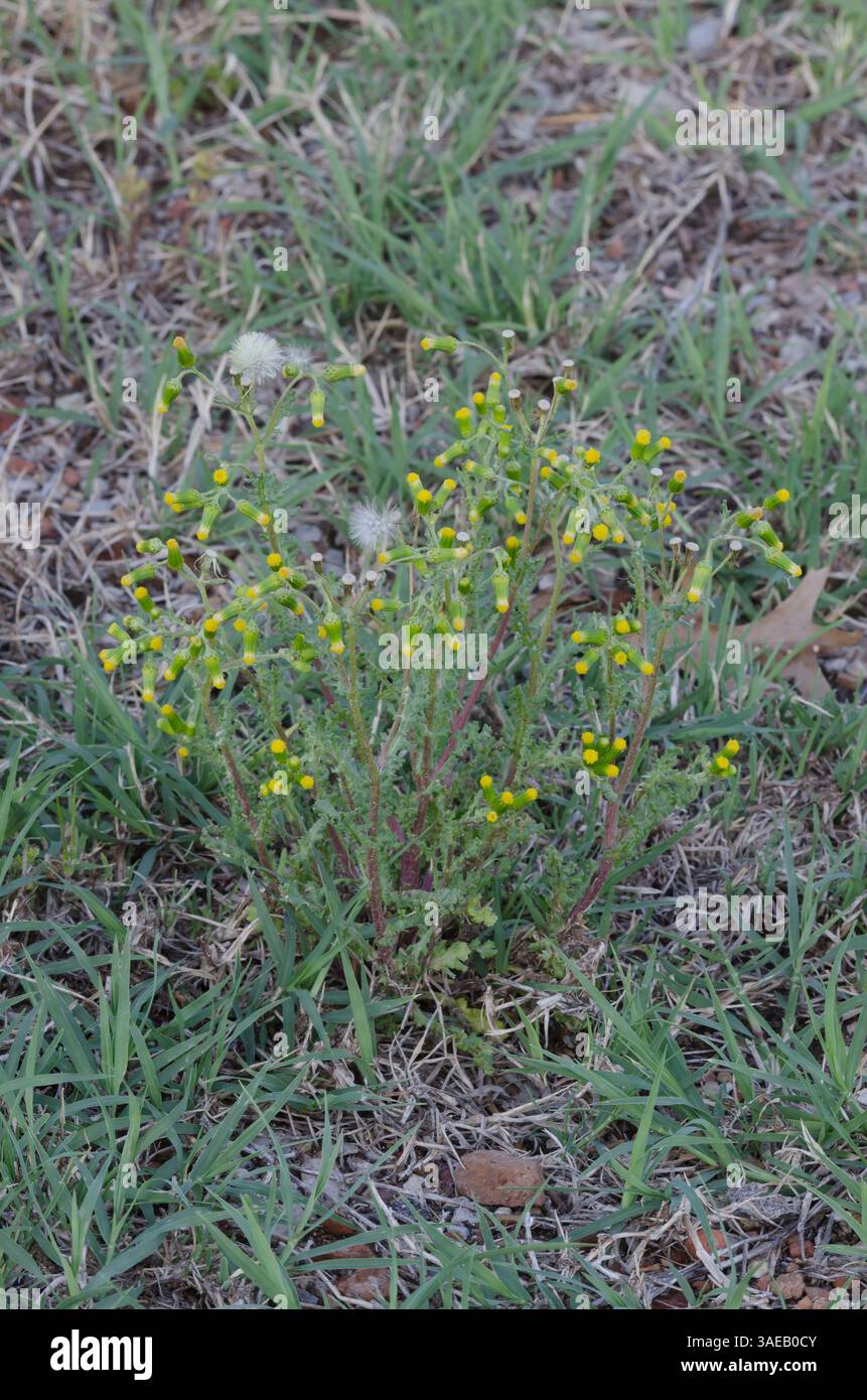Prairie groundsel hi-res stock photography and images - Alamy