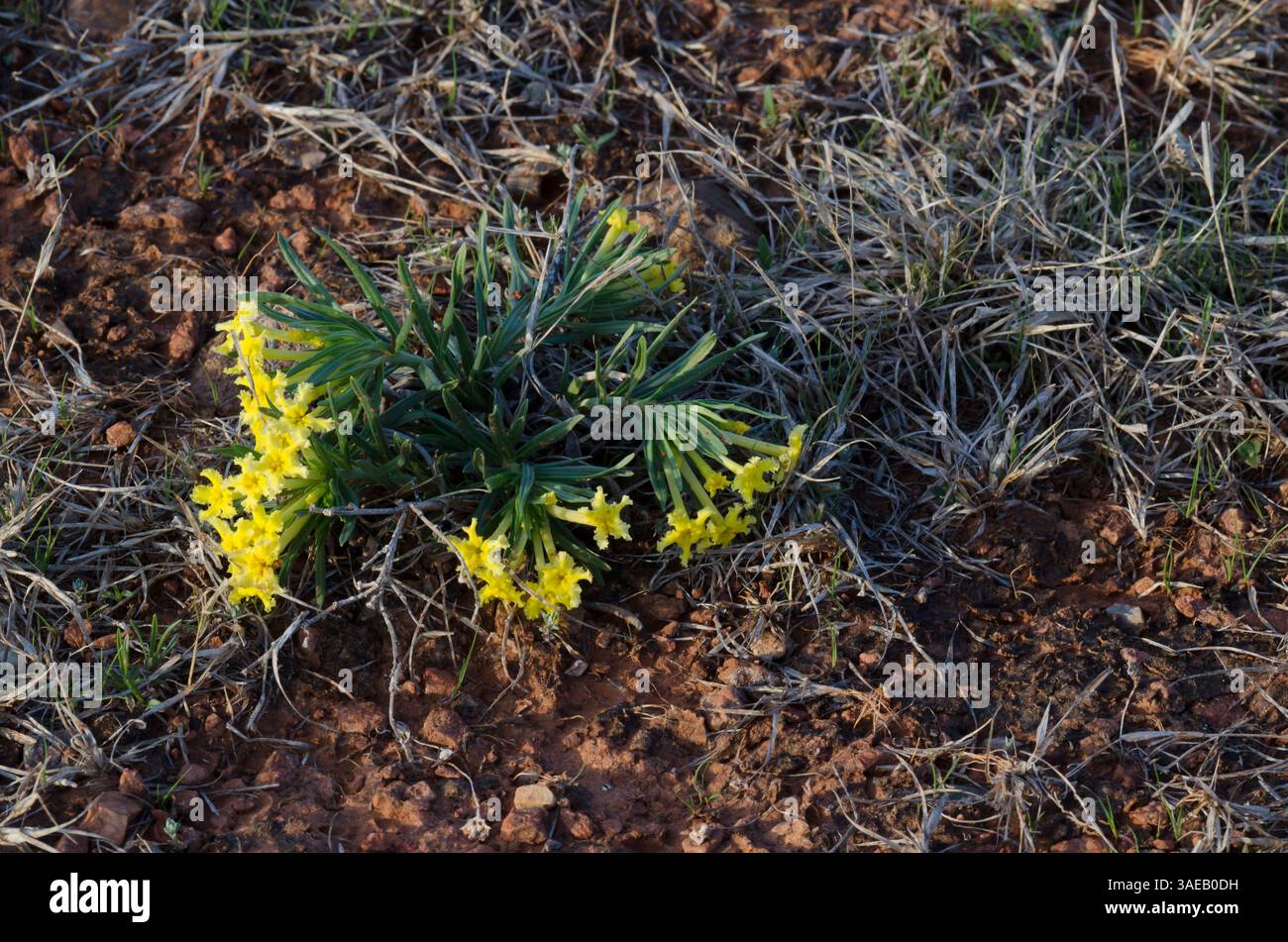 Fringed Puccoon, Lithospermum incisum Stock Photo - Alamy
