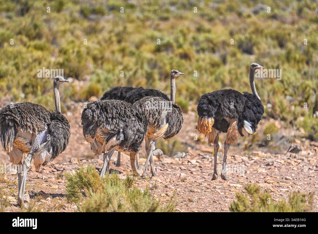 A Common Ostrich (Struthio camelus) standing tall in the open plains of ...
