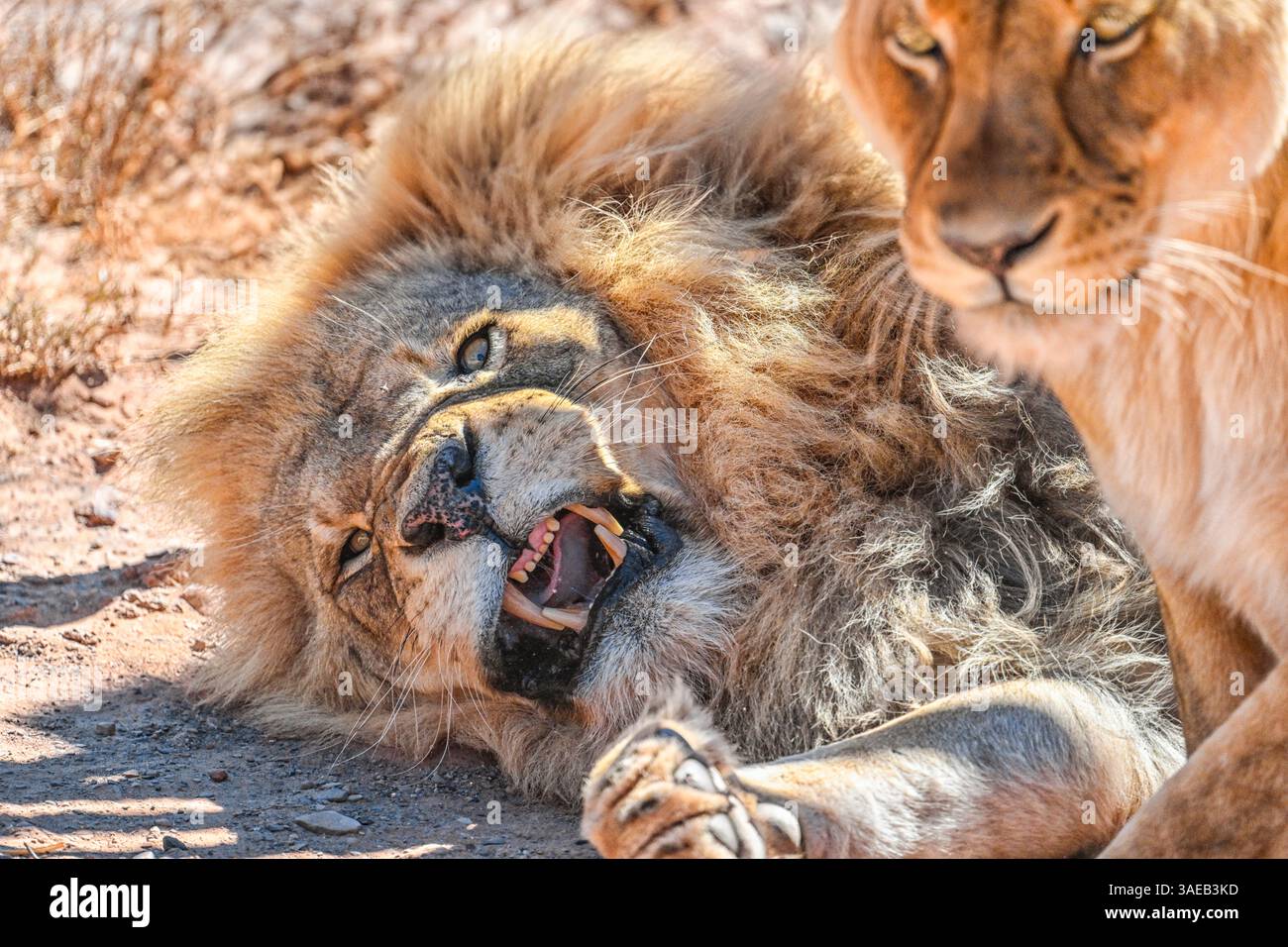An aggressive male African Lion (Panthera leo) baring his teeth and ...