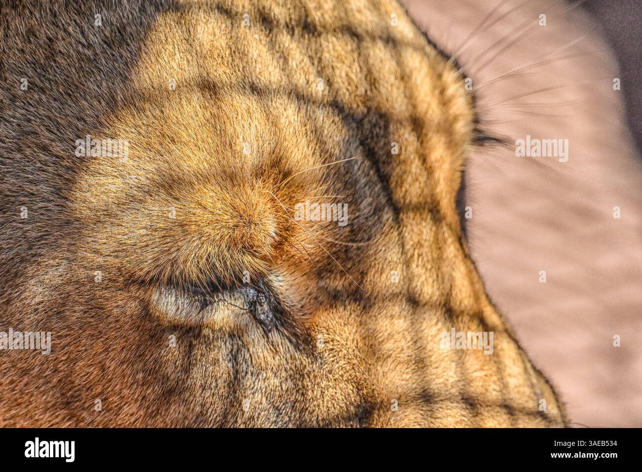 A detailed close-up of an African Lioness (Panthera leo) eye at Aquila ...