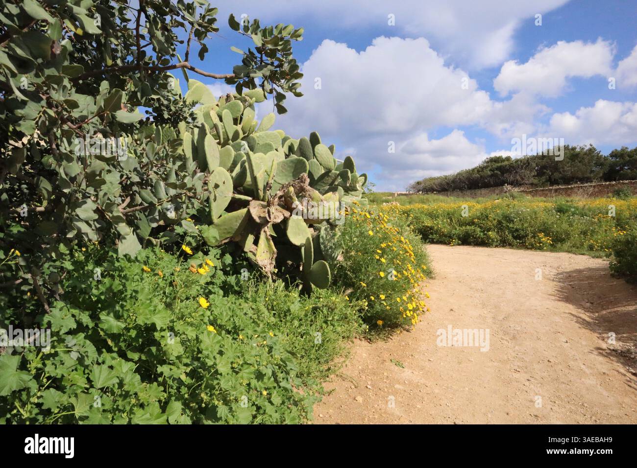 April 06, 2025, Magical flowers spring in the area of St Thomas Bay ...