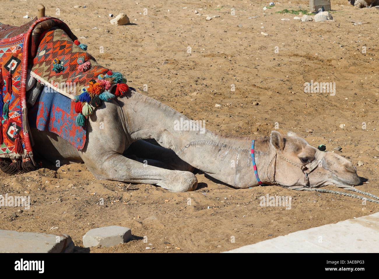 A tired camel lying on the sand on the ground with its head tied with a ...