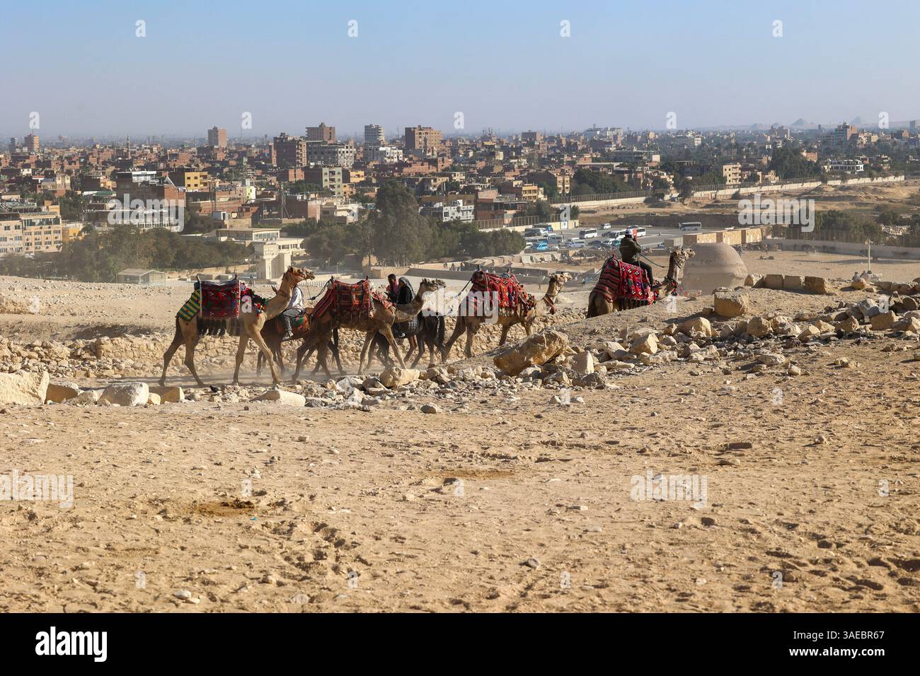 Camel caravan traveling through the desert in the Giza pyramid complex ...