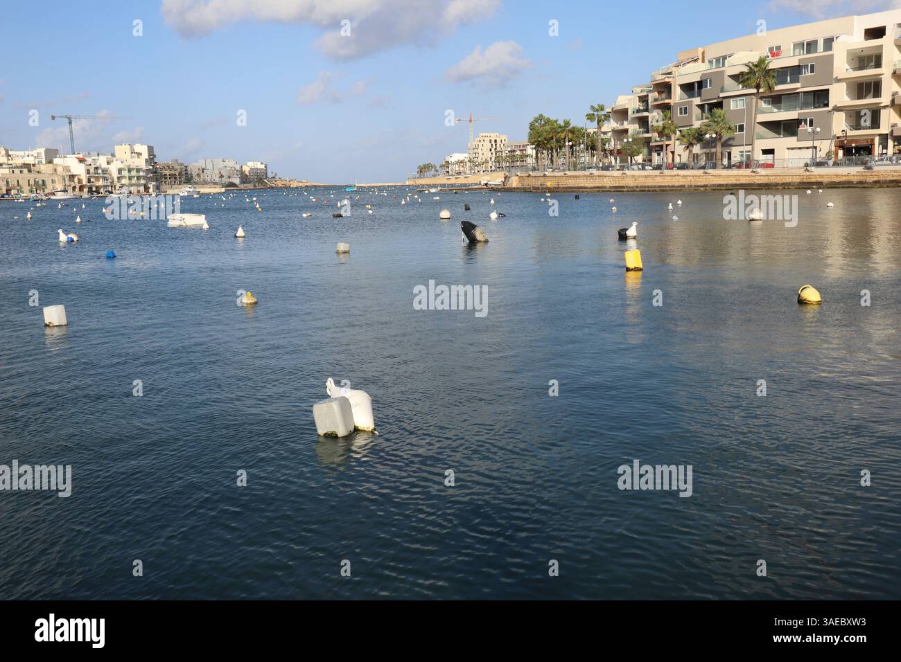 April 06, 2025, Magical flowers spring in the area of St Thomas Bay ...