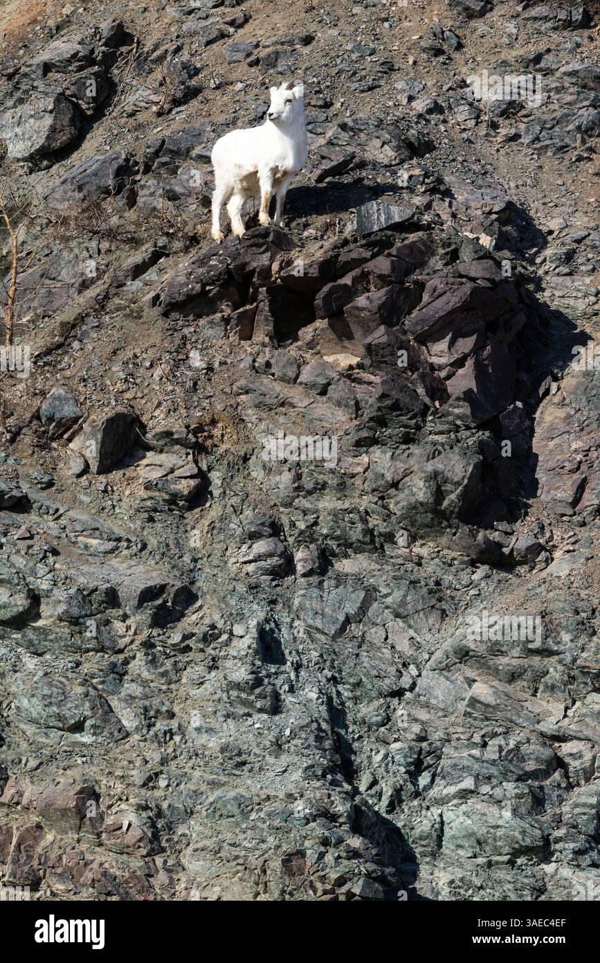 Dall sheep standing on ledge on the side of a cliff next to the ...
