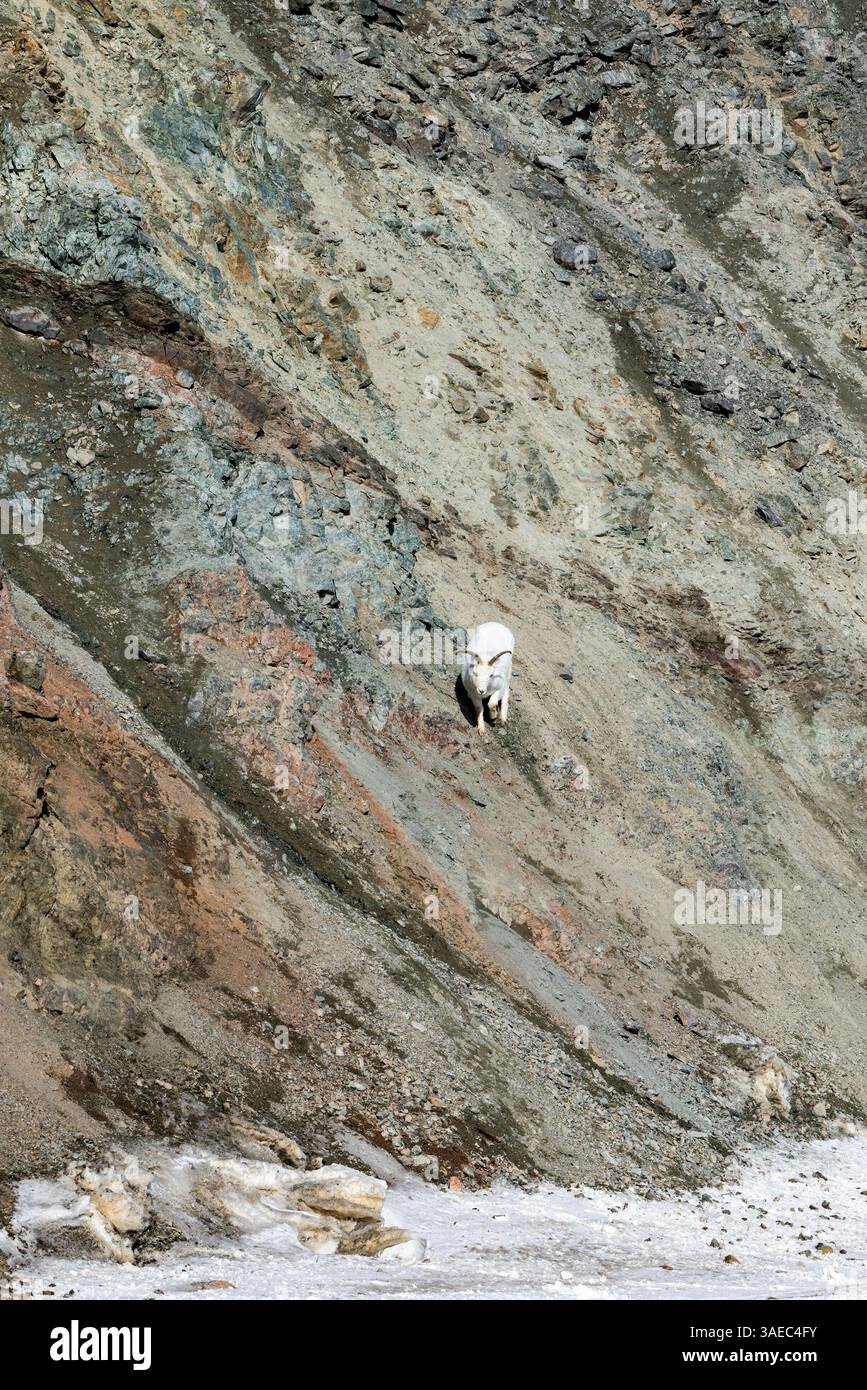 Dall sheep walking down a rocky cliff on a highway in Alaska in spring ...