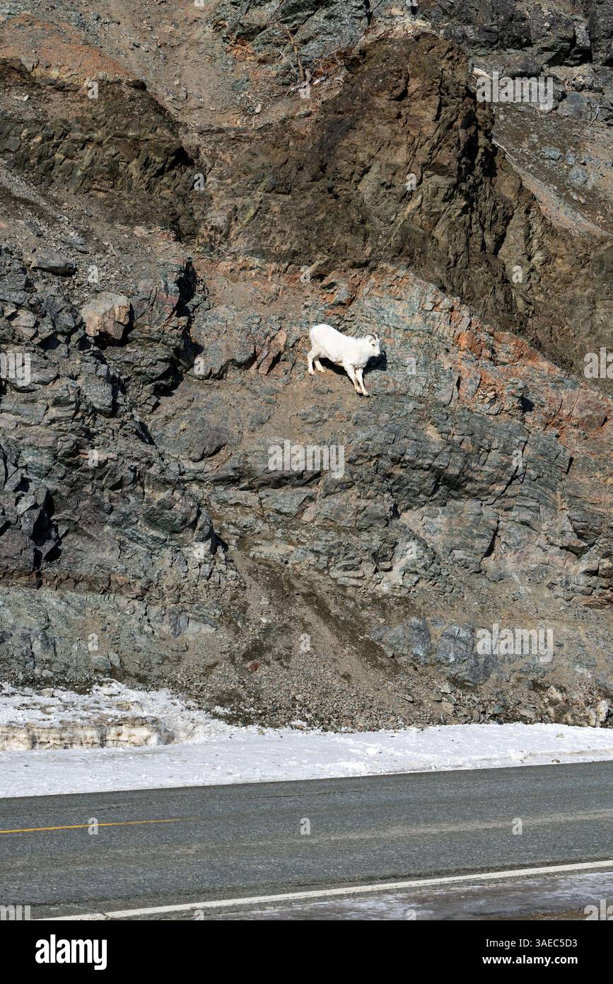 Dall sheep climbing down the side of a cliff next to the Richardson ...