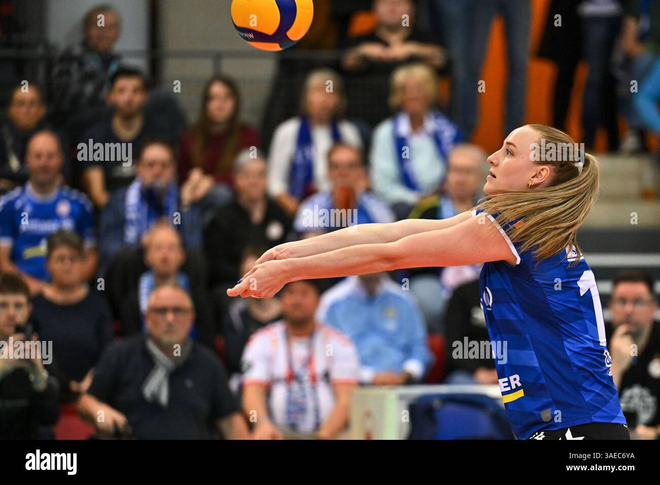 DVL, Volleyball, 1. Bundesliga, Damen, Saison 2024/25, Playoff ...