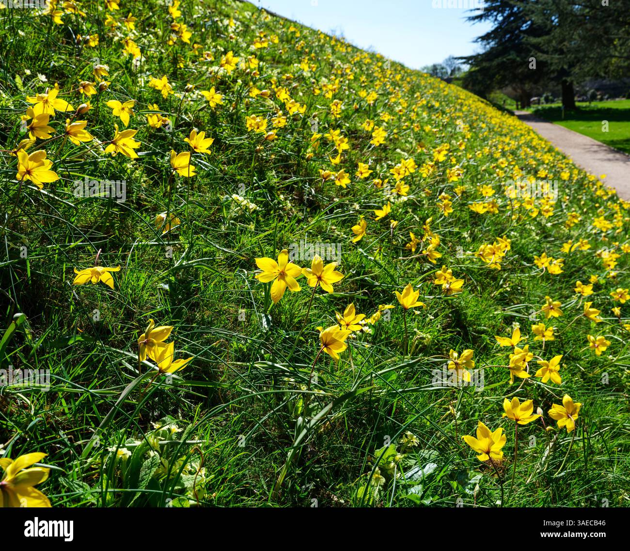 Mass planting of yellow wild tulip Tulipa sylvestris on the earth ...