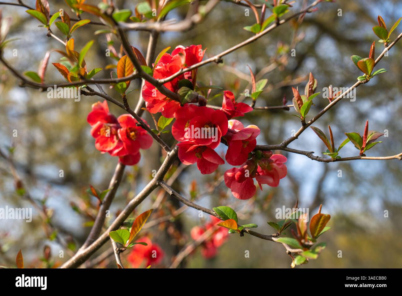 Beautiful red flowers of Japanese quince tree, Chaenomeles japonica, in ...
