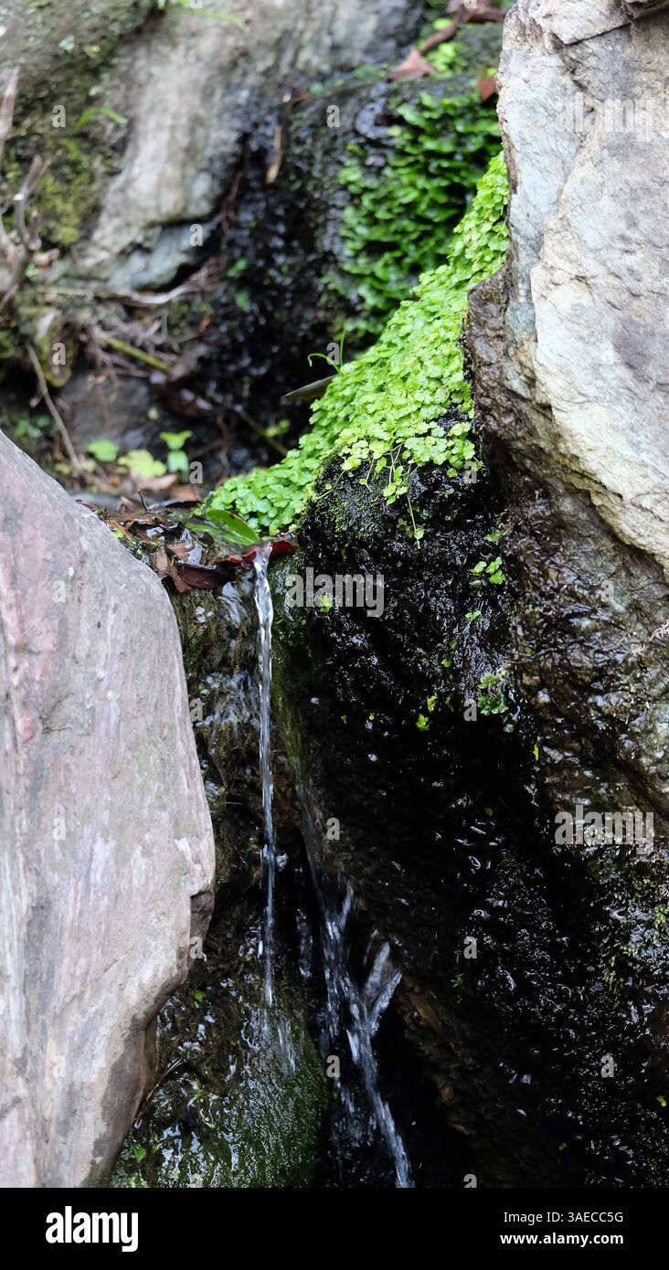 A small stream of water dripping or flowing down in between two large ...