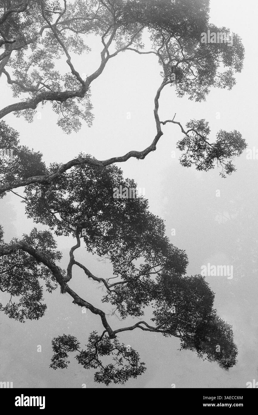 Sinuous branches of forest Dipterocarp trees emerging from morning mist ...