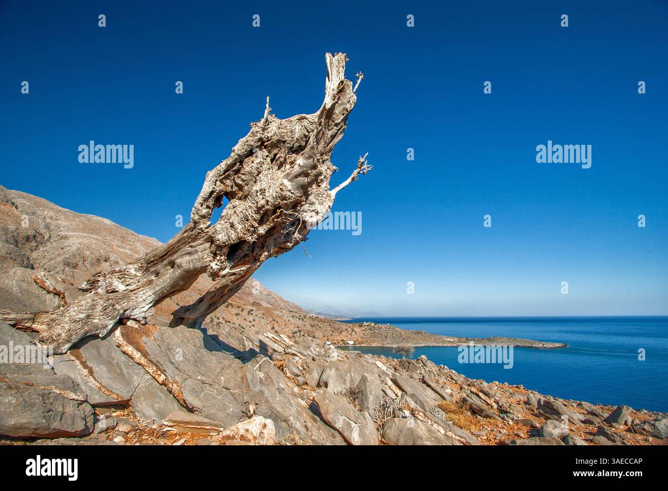 Decaying remains of an ancient Olive tree Olea europaea clinging to dry ...