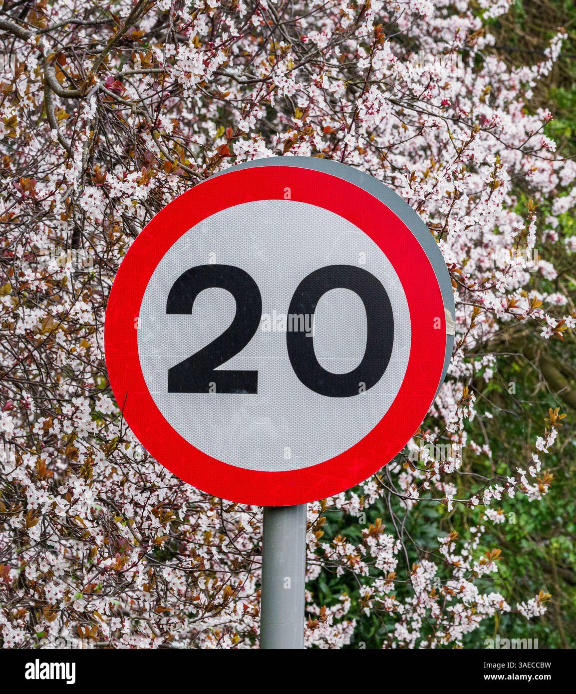 20 mph urban speed limit sign next to a flowering cherry tree in early ...