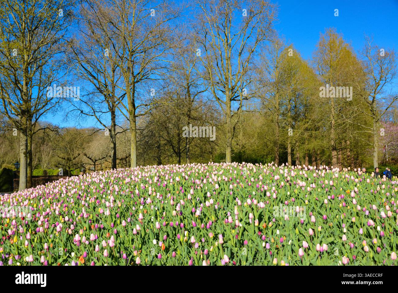Lisse, Netherlands. 6th Apr, 2025. Thousands of visitors flock to see ...