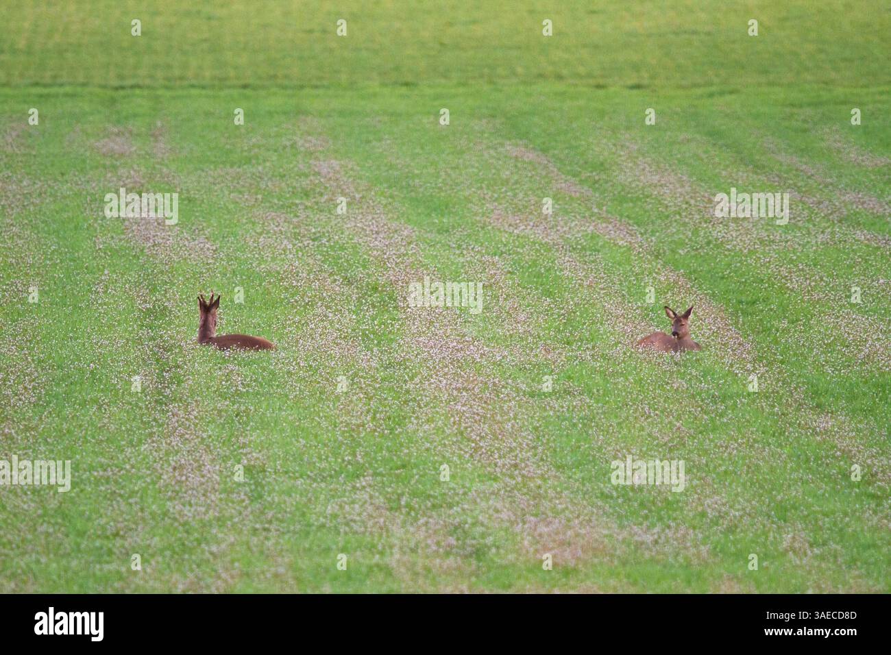 Two roe deer resting hi-res stock photography and images - Alamy