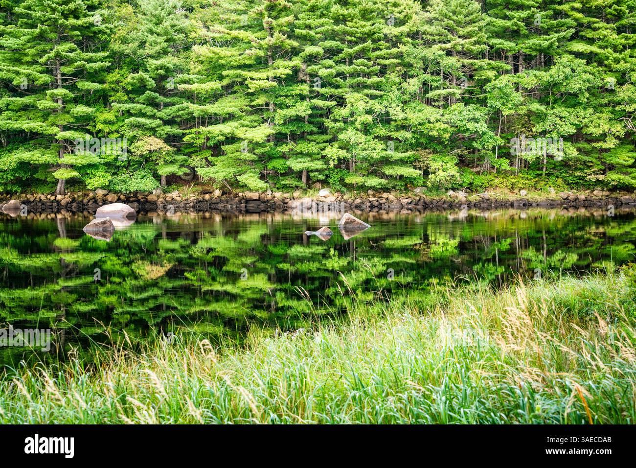 Trees reflect on the mirror-like surface of a river Stock Photo - Alamy