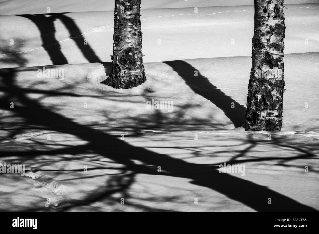 Trees casting shadows onto snowy ground Stock Photo - Alamy