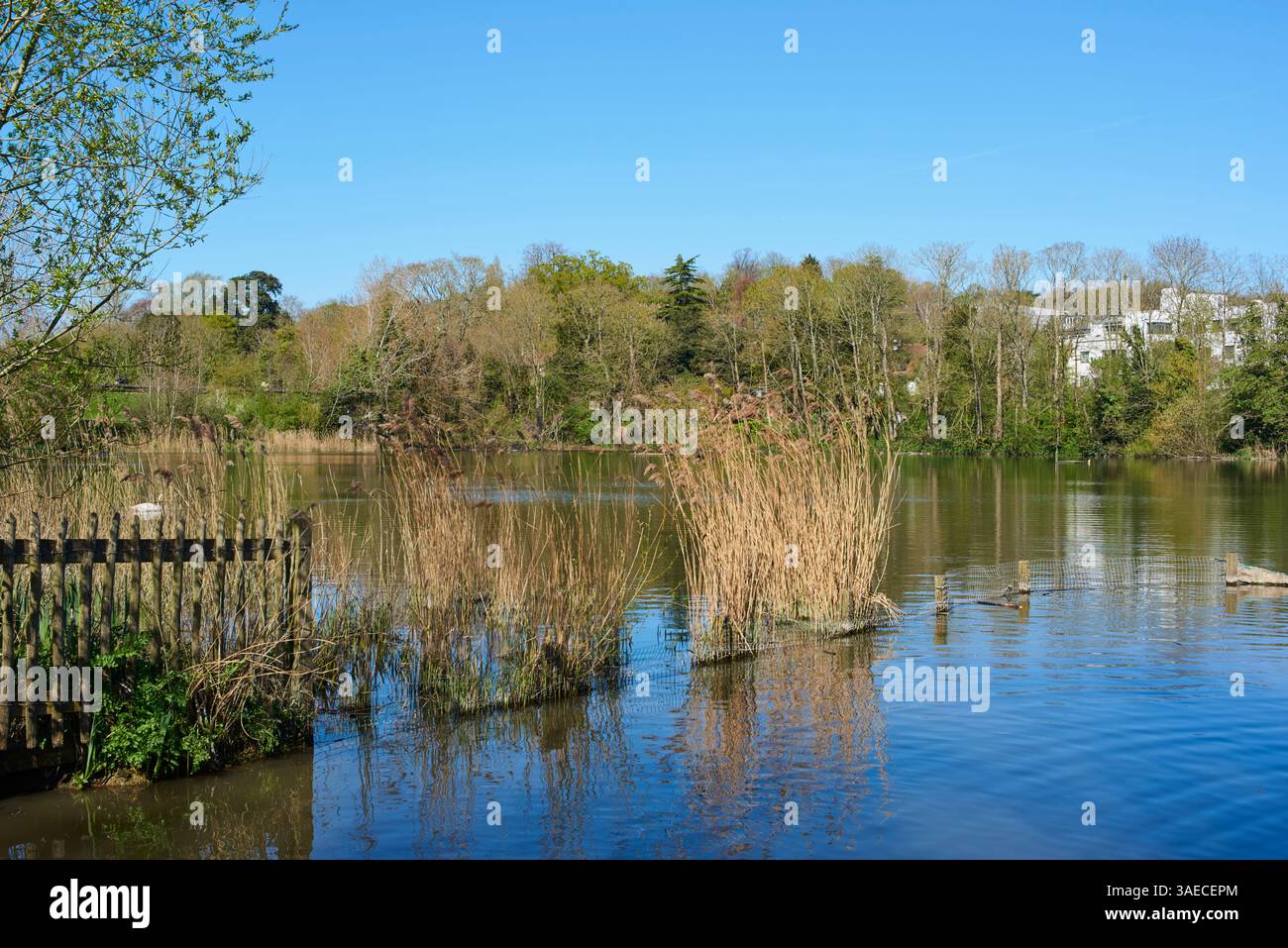 Hampstead pond 1 hi-res stock photography and images - Alamy