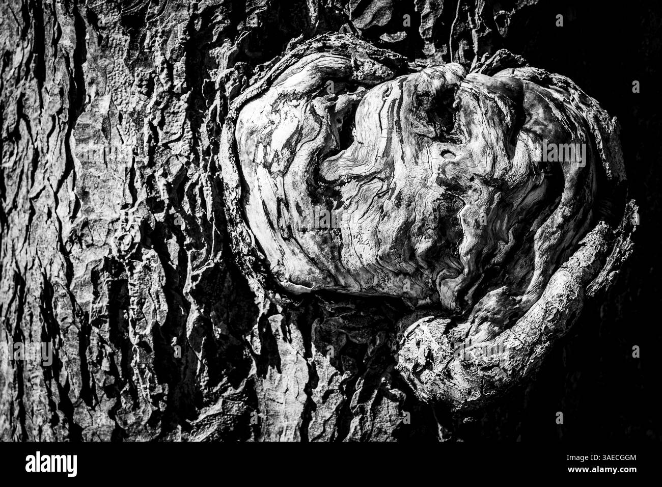 Large tree knot Stock Photo - Alamy