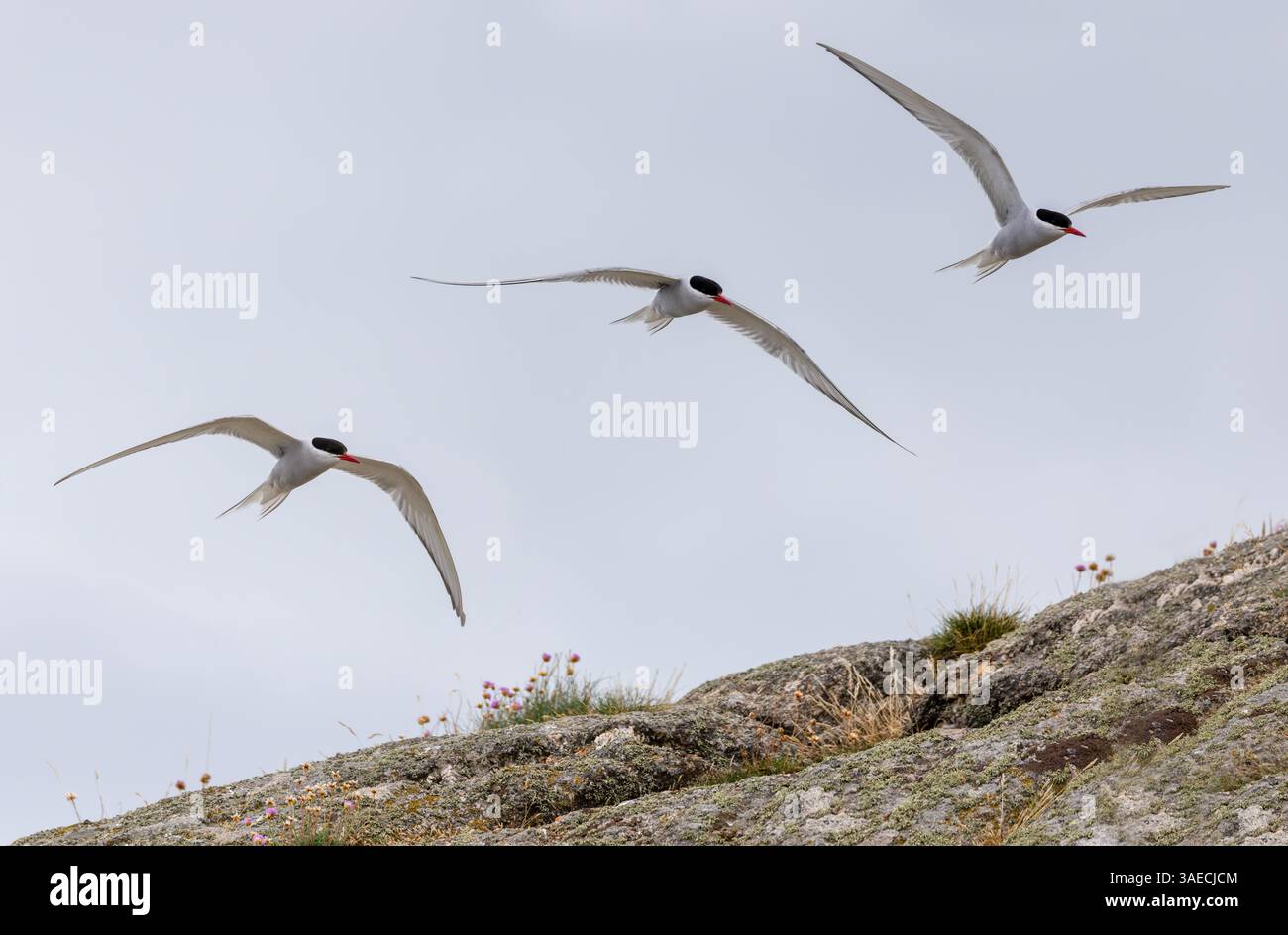 Arctic tern "Sterna paradisaea" in flight, showing bird flying with ...