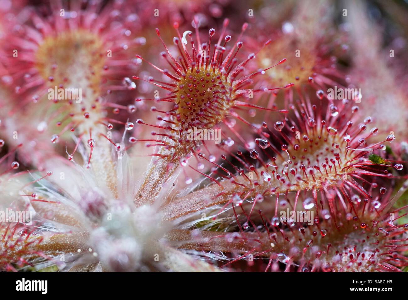 Drosera spatulata sits on display at a carnivorous plants exhibit at ...