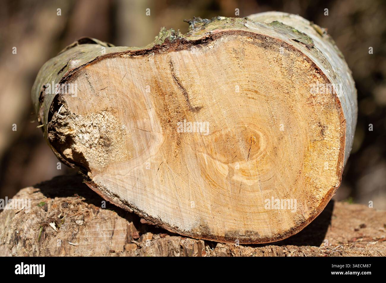 Cross section of a stem hi-res stock photography and images - Alamy