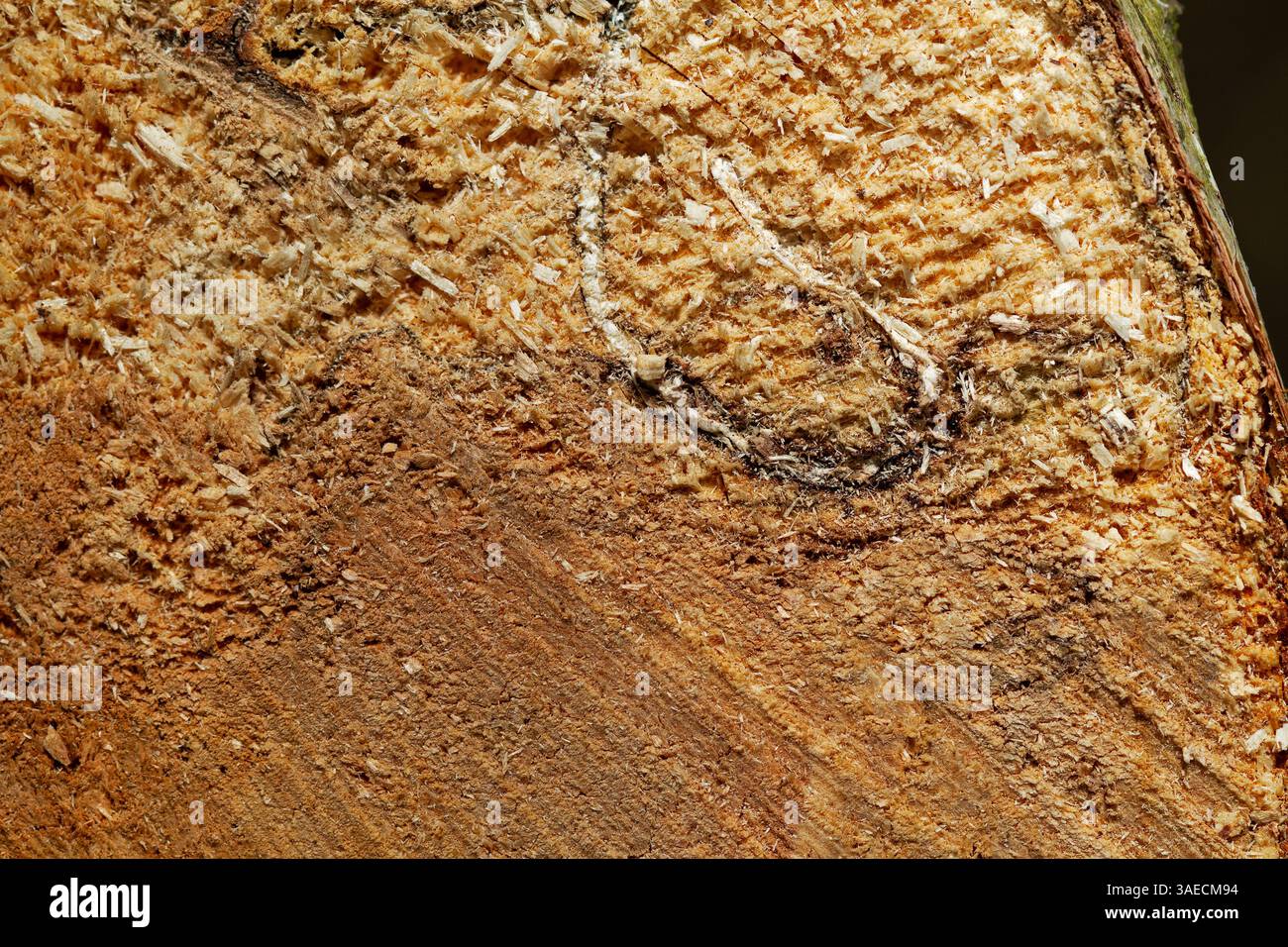 Cross section of a stem hi-res stock photography and images - Alamy