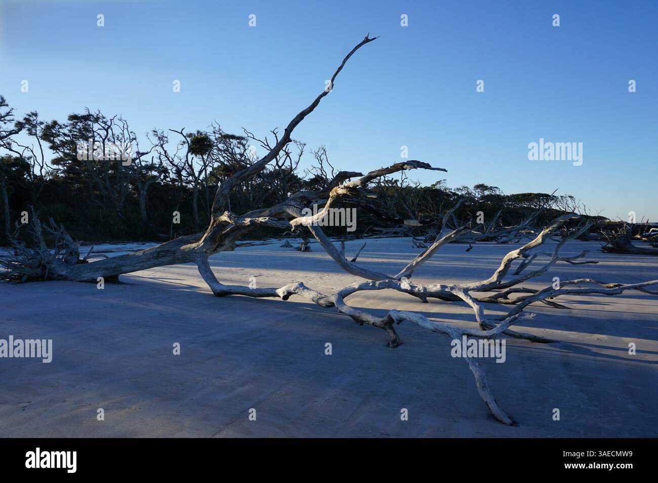 Evening at Big Talbot Island State Park, a nature preserve by ...